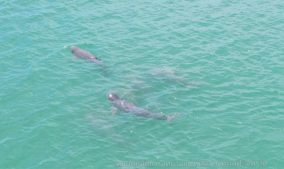 Happiness! A pod of Irrawaddy dolphins spotted swimming near Koh Chang ...