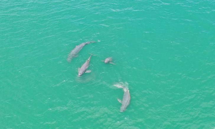 Happiness! A pod of Irrawaddy dolphins spotted swimming near Koh Chang ...