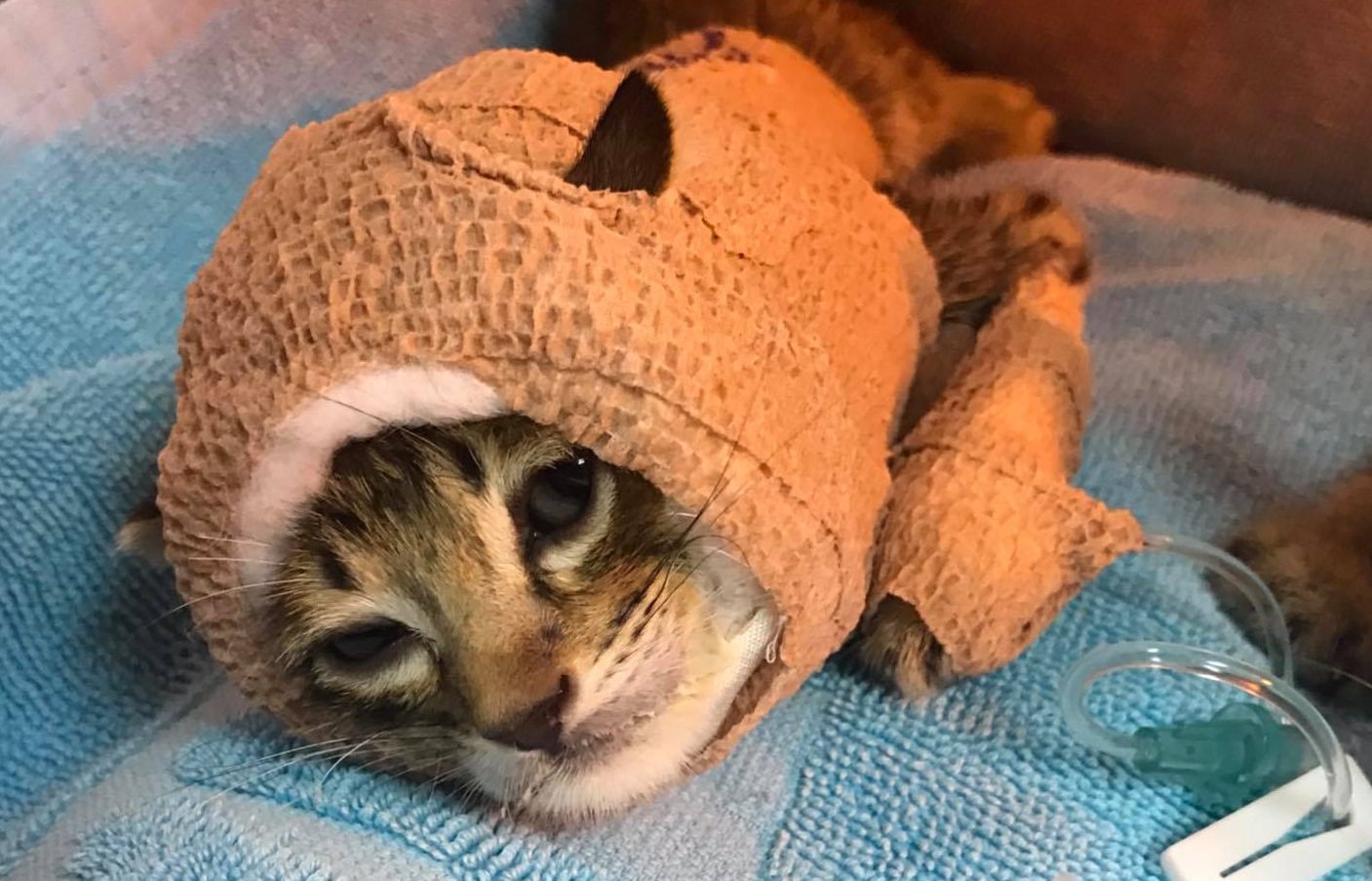 Rescuer in tears as one of two kittens dies – Thai Newsroom