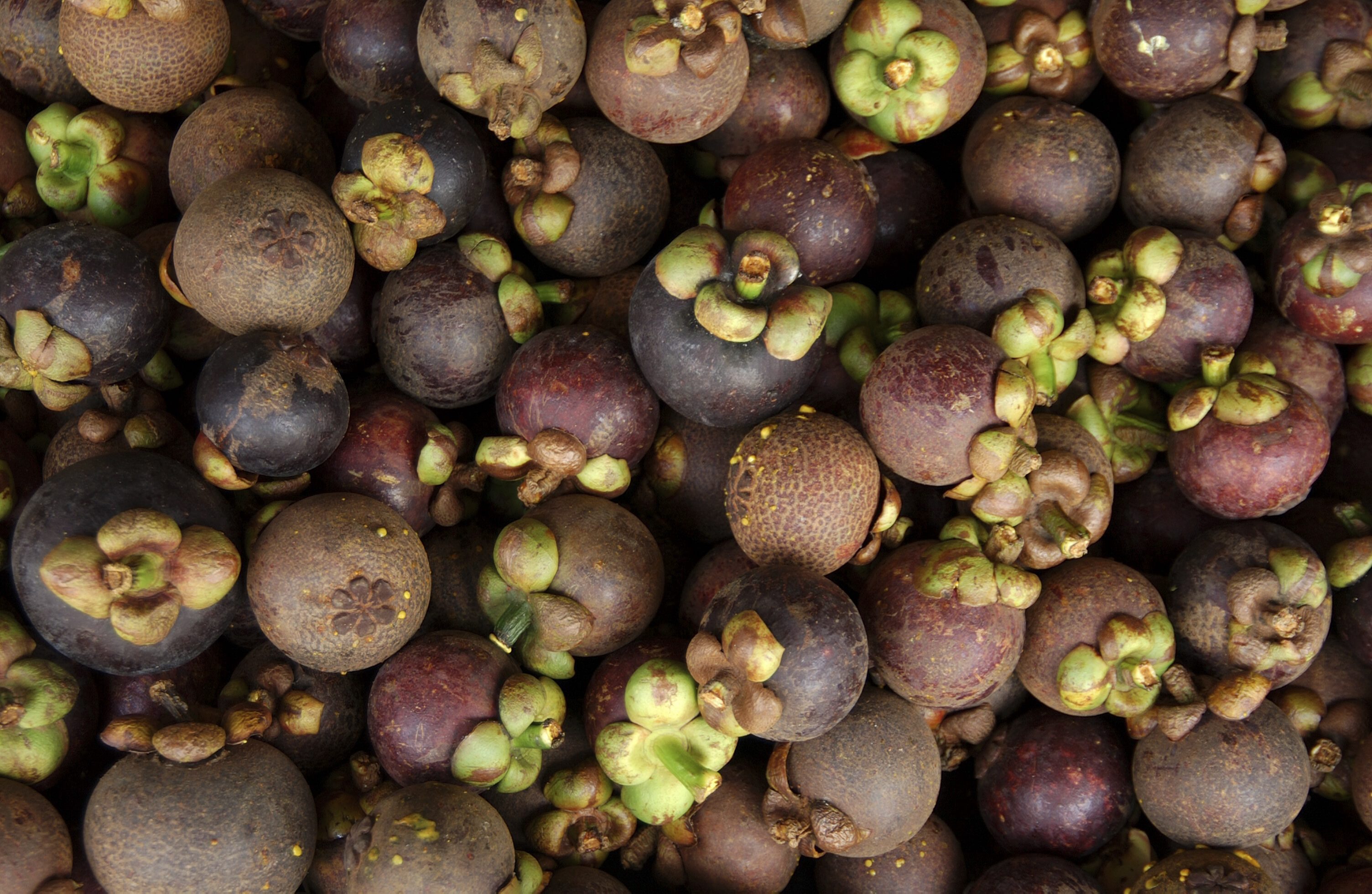 In hard times, queen of the fruits turns into mangosteen jam - Thai ...
