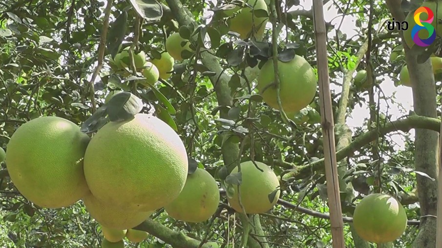 Pomelo for home delivery by farmers themselves - Thai Newsroom