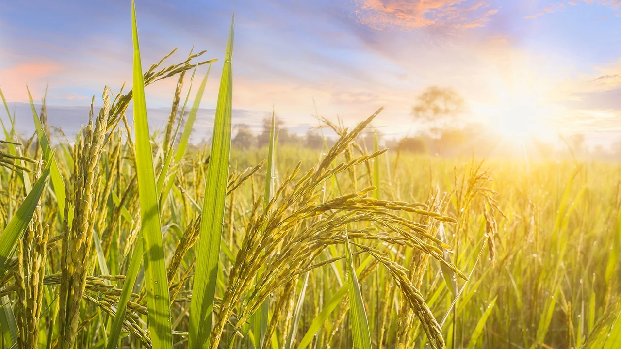 Thailand tipped to produce 32 million tonnes of rice - Thai Newsroom