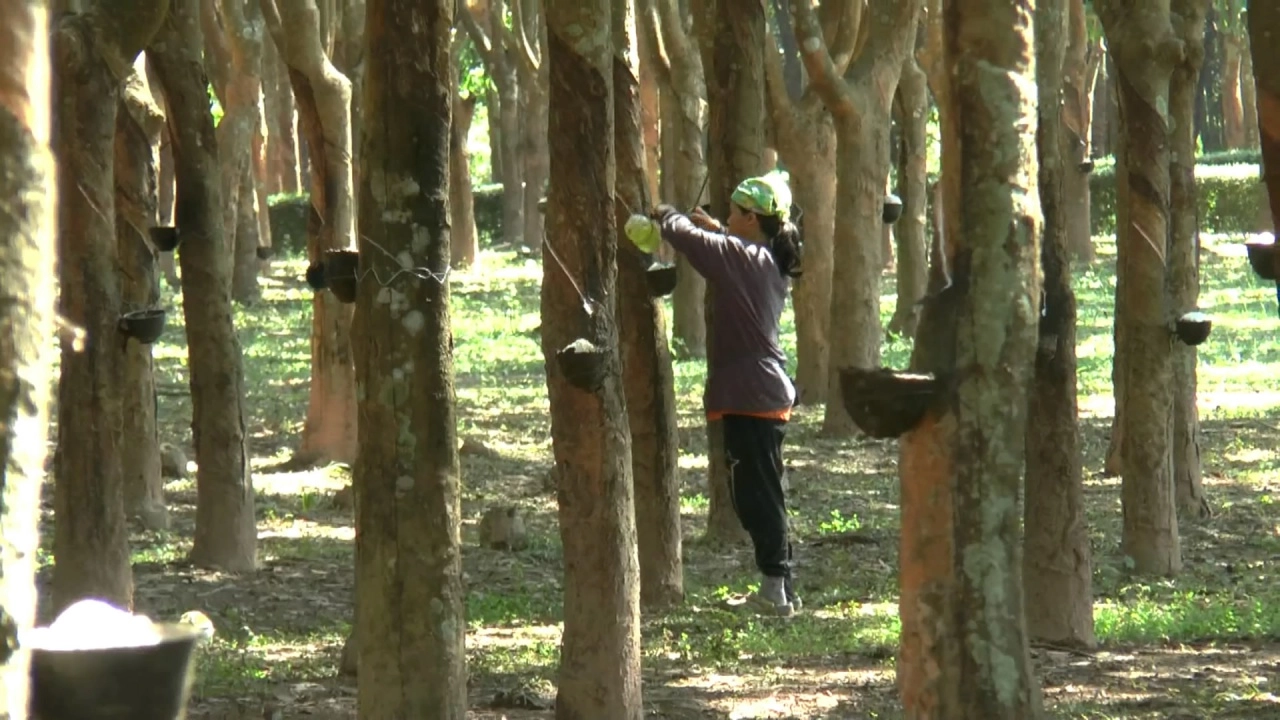 Agriculture Minister joins crackdown on rubber smuggling - Thai Newsroom