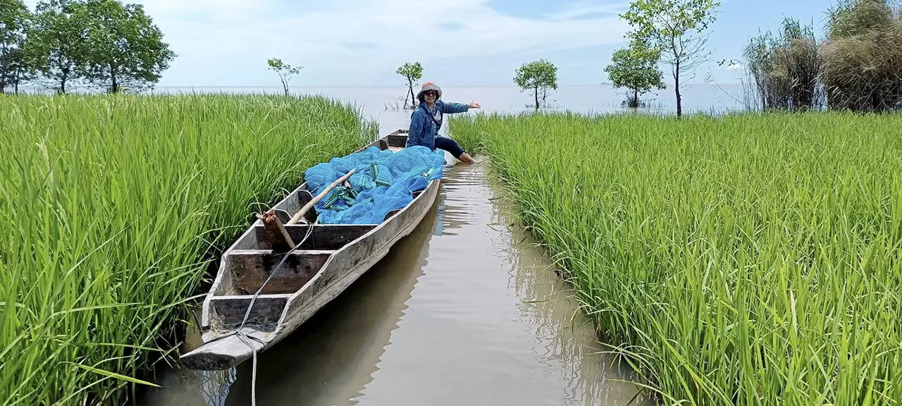 Flood-resistant rice genus to be promoted in low-lying terrains - Thai ...