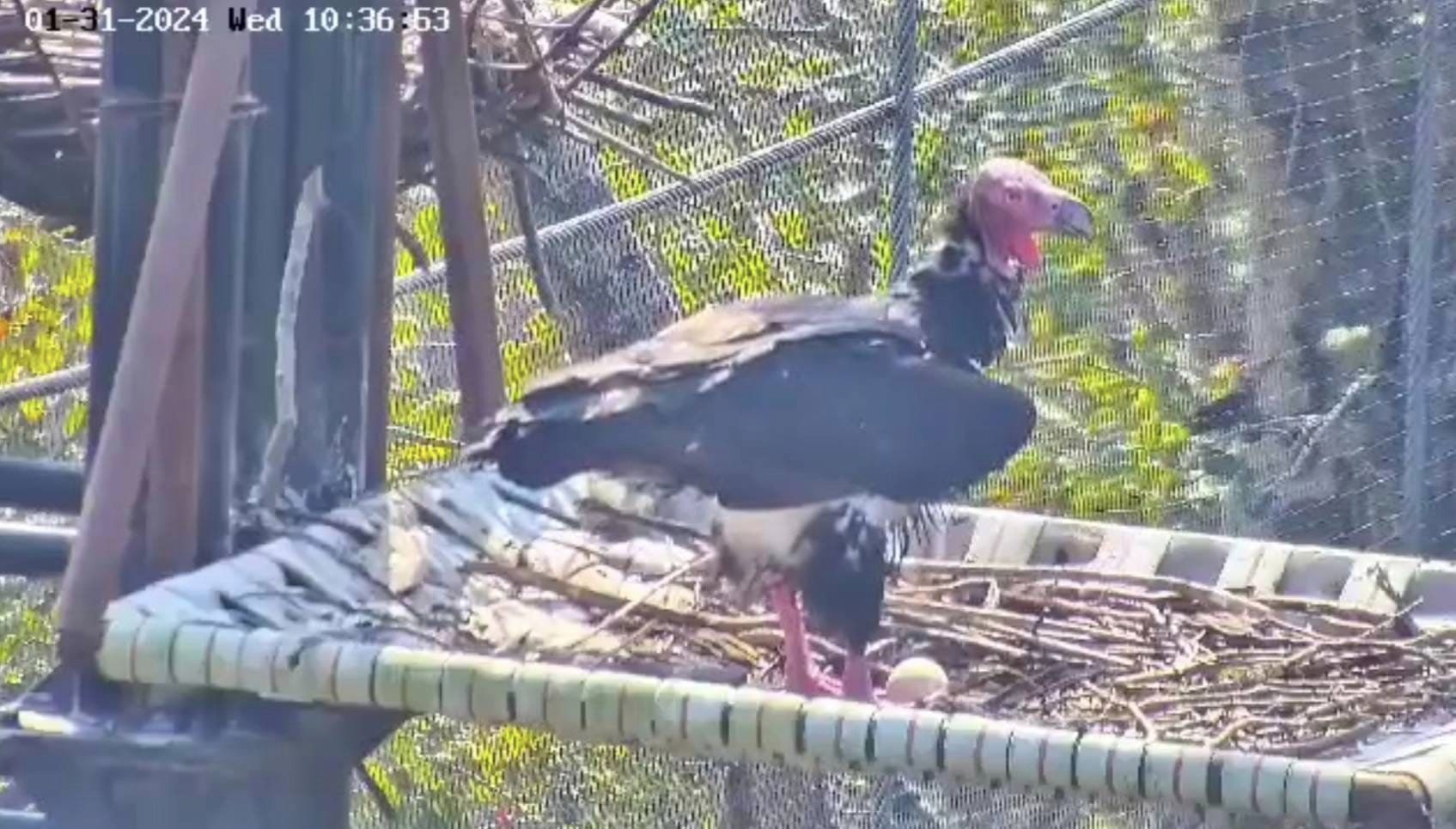 First red-headed vulture chick hatches in the wild after over 30 years ...