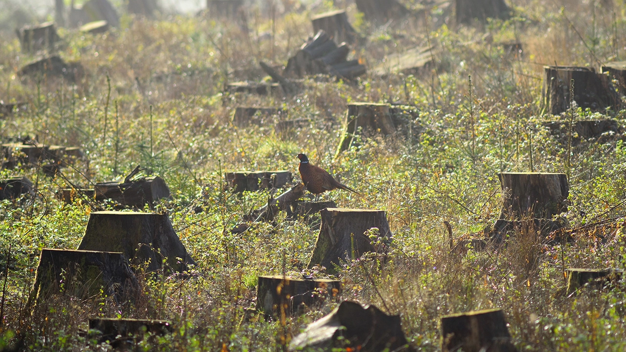 Biggest forest loss in a decade over the past year - Thai Newsroom