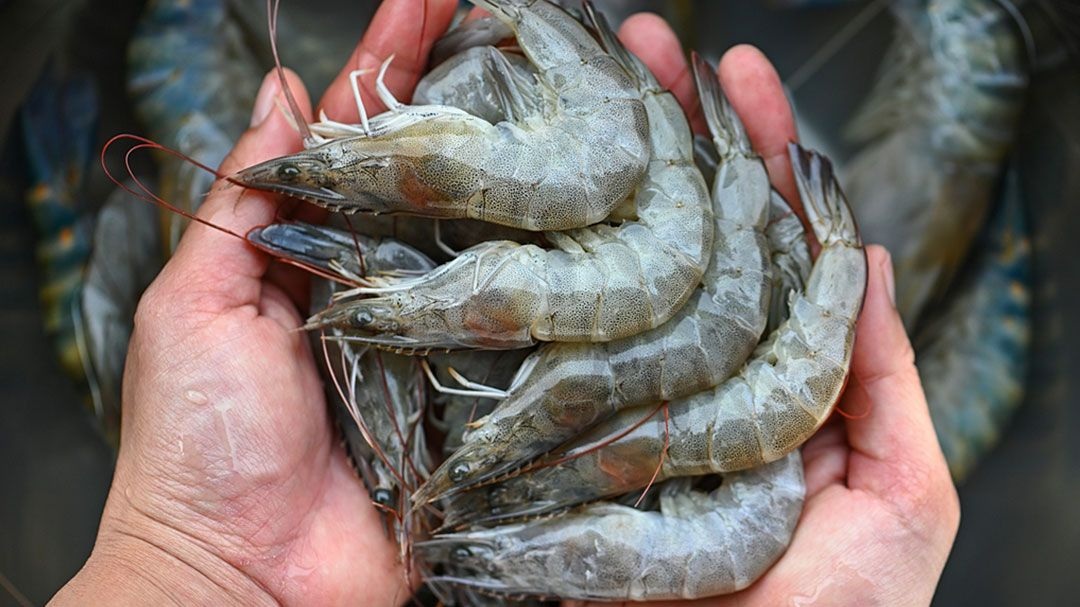 Govt rushes to absorb 400 tons of shrimp a month after Malaysia's ...